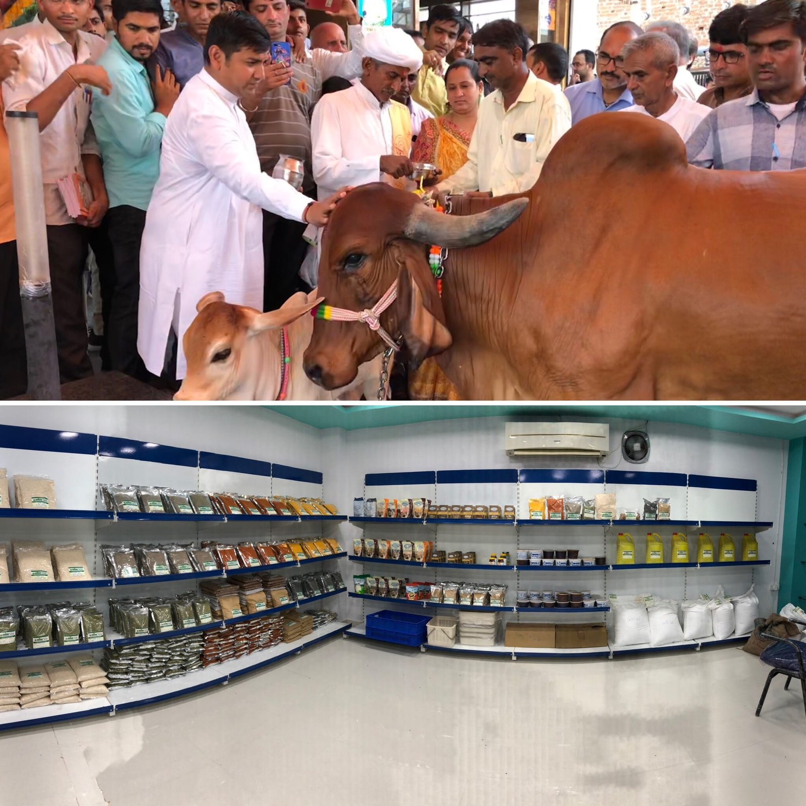 देसी गाय आधारित ज़हर मुक्त खेत पेदाश BKOf ओरगेनिक मोल की आज हुई शरुआत ...